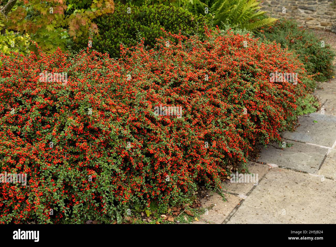 Cotoneaster Horizontalis full of red berries in autumn Stock Photo - Alamy