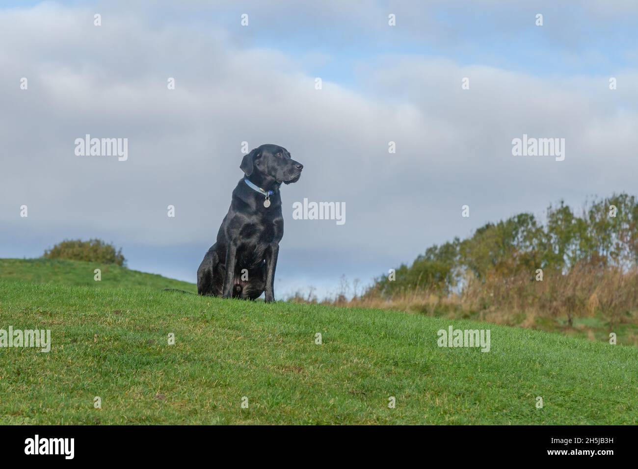 A black labrador retriever sitting on a grassy slope with a cloudy sky ...