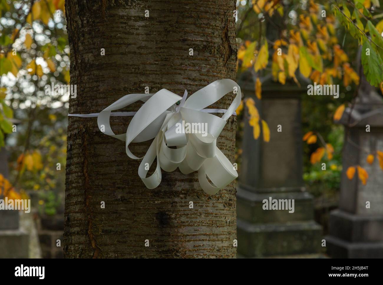 A white ribbon tied around a tree in Baildon, Yorkshire Stock Photo - Alamy