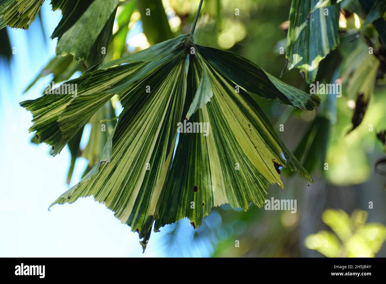 Close up of the variegated Fishtail Palm leaf Stock Photo - Alamy