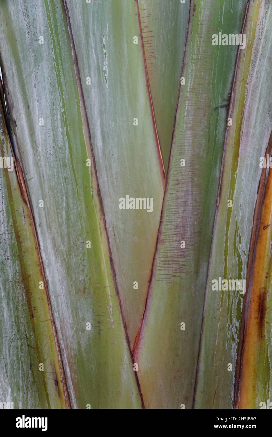 Closeup of the trunk of Madagascar Travellers' Palm tree Stock Photo ...