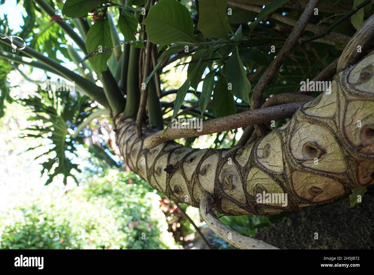 Selloum hi-res stock photography and images - Alamy