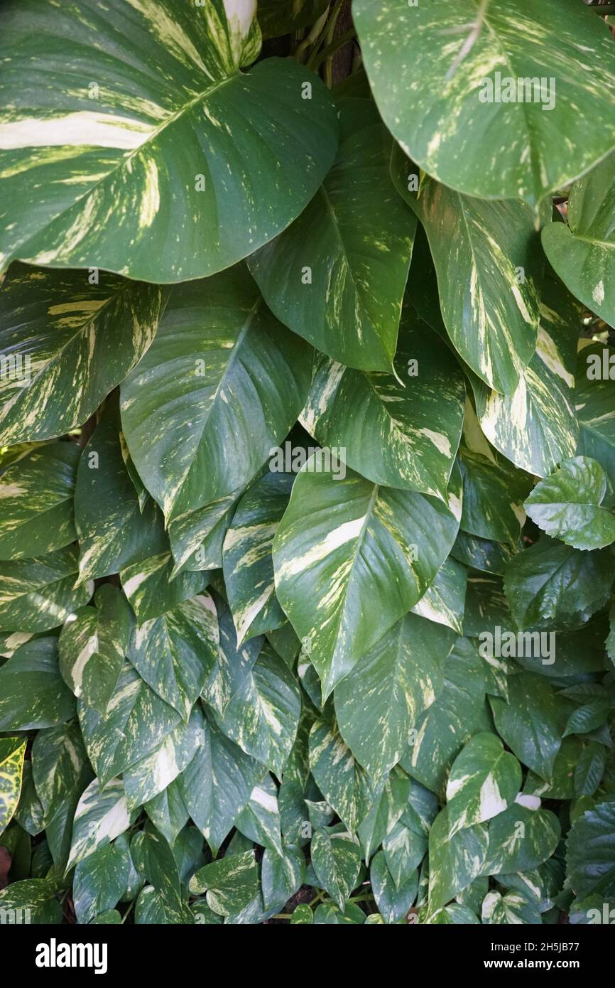 Golden Pothos climbing on top of a tree Stock Photo - Alamy
