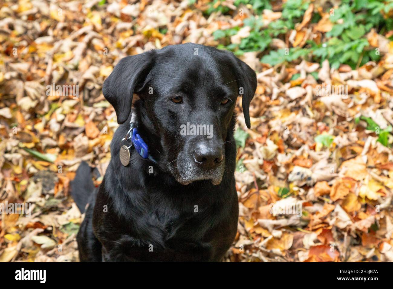 Dog wearing identity disc on collar hi-res stock photography and images ...