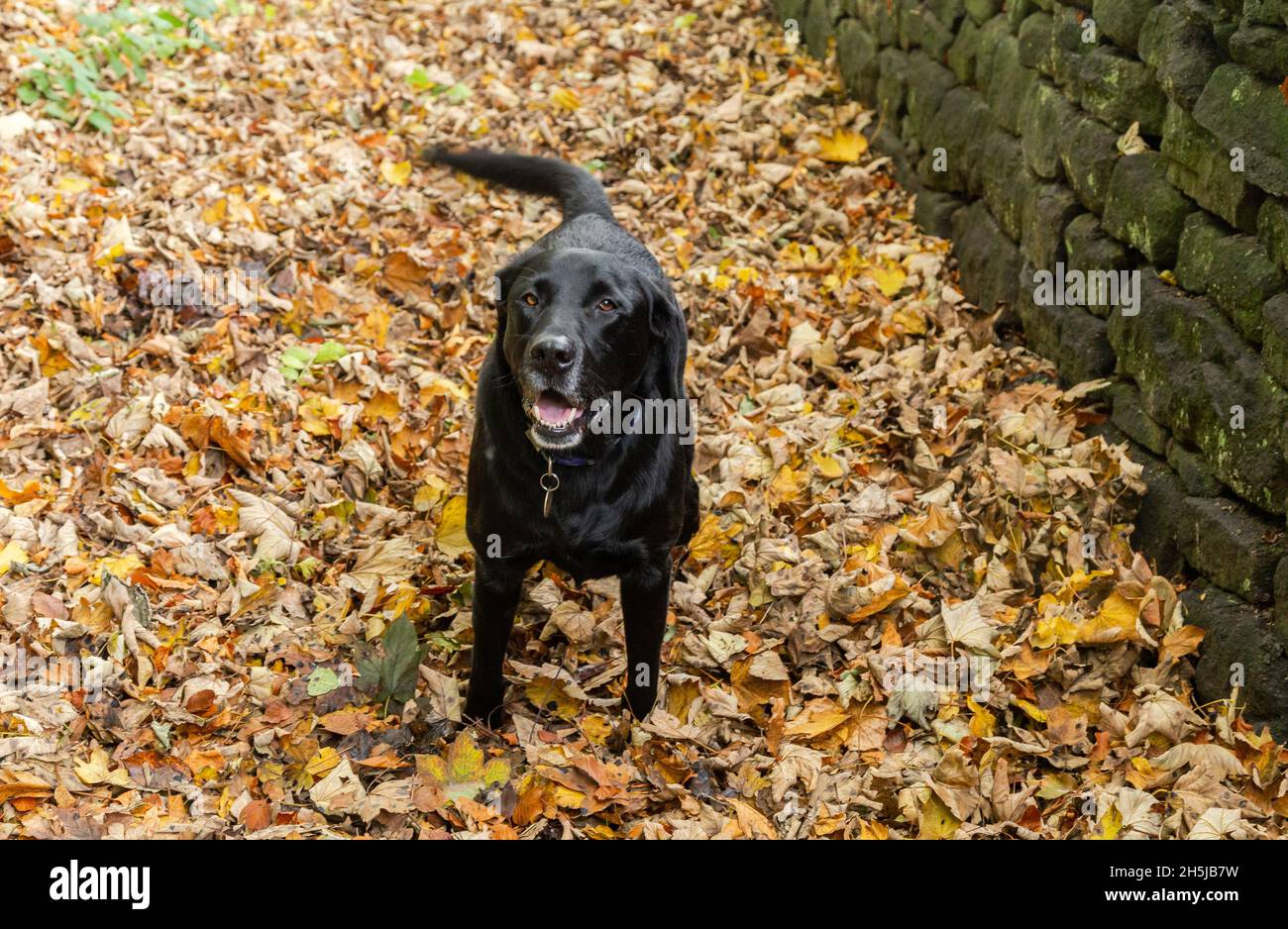A black labrador playing in autumn leaves in Yorkshire, England. The ...