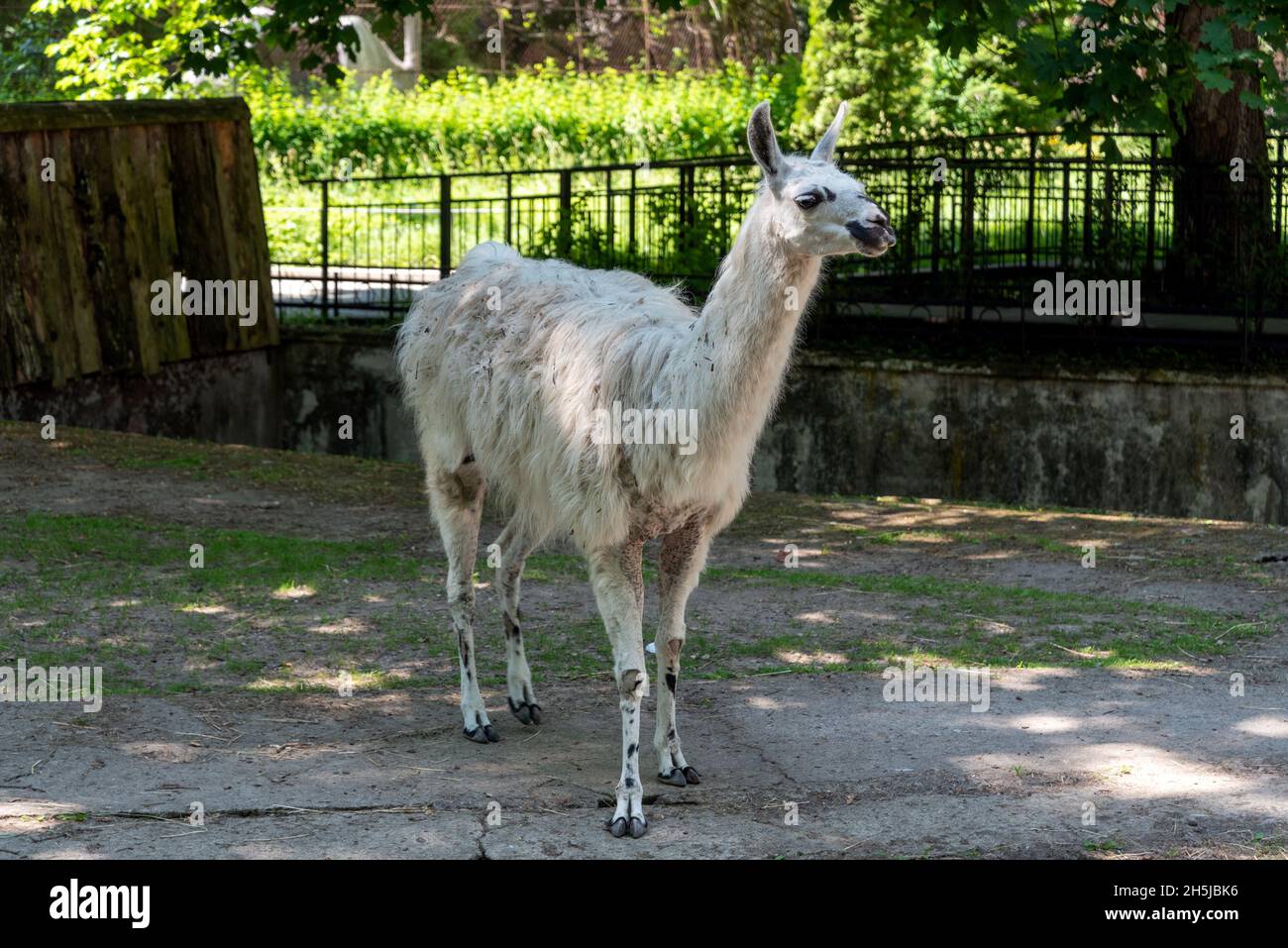 Zoo of kaliningrad hi-res stock photography and images - Alamy