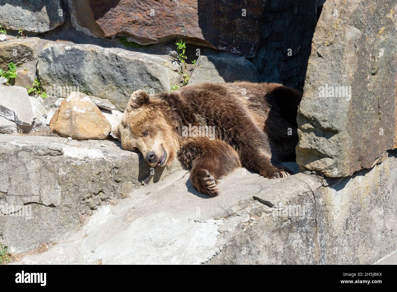 Black Bear sleeping on the floor in a zoo. A tired bear cub in the zoo ...