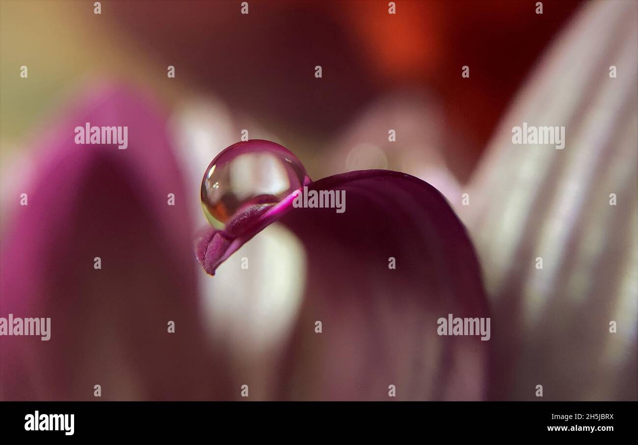 Water droplet on the petal of a flower Stock Photo - Alamy