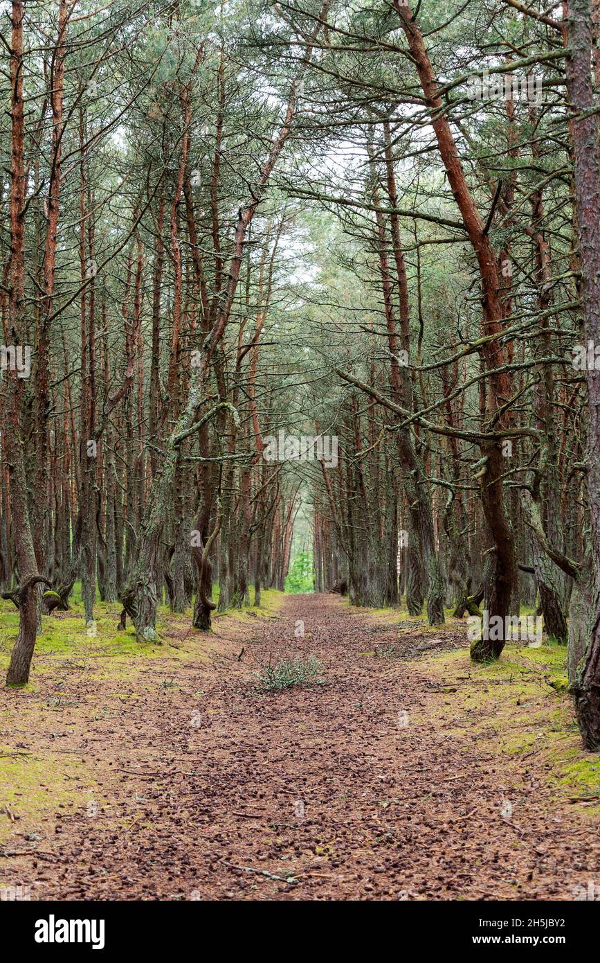 An image of a dancing forest on the Curonian Spit in the Kaliningrad ...