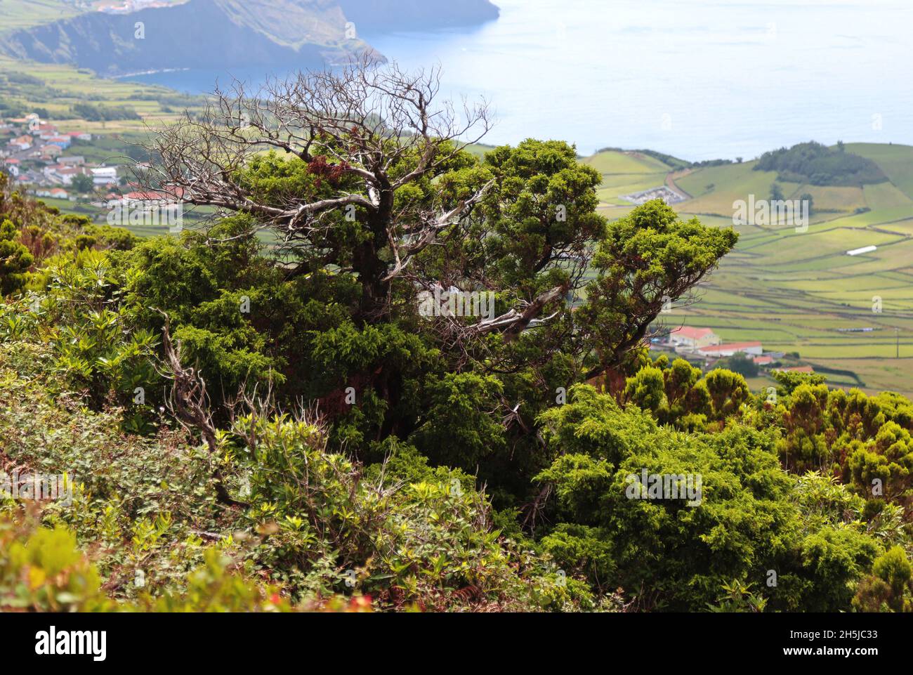 The green landscape of the island of Sao Jorge, Azores Stock Photo - Alamy