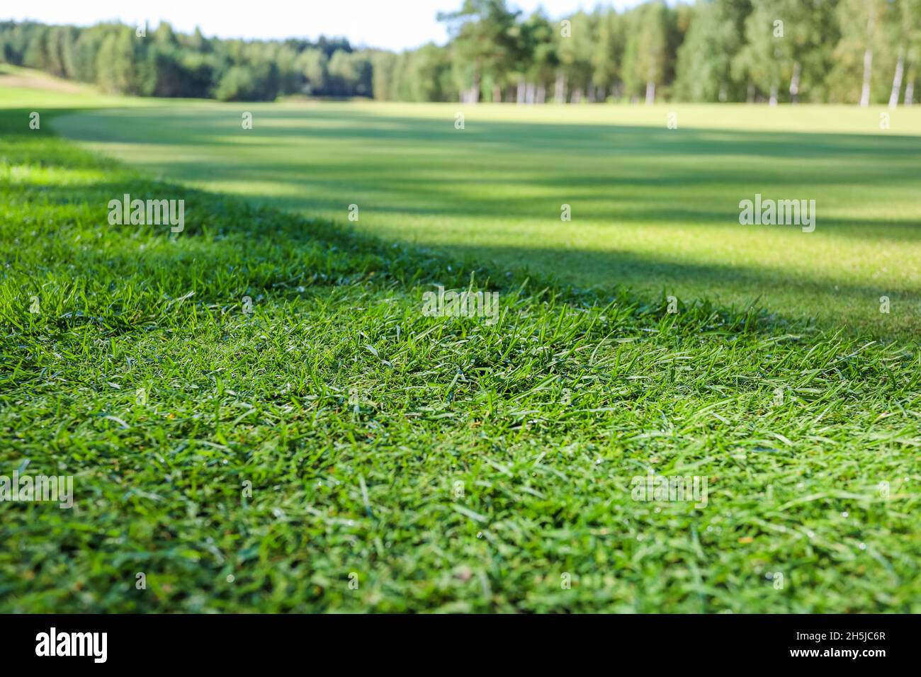 Green grass. Background. Golf course, shadows from trees on the grass ...