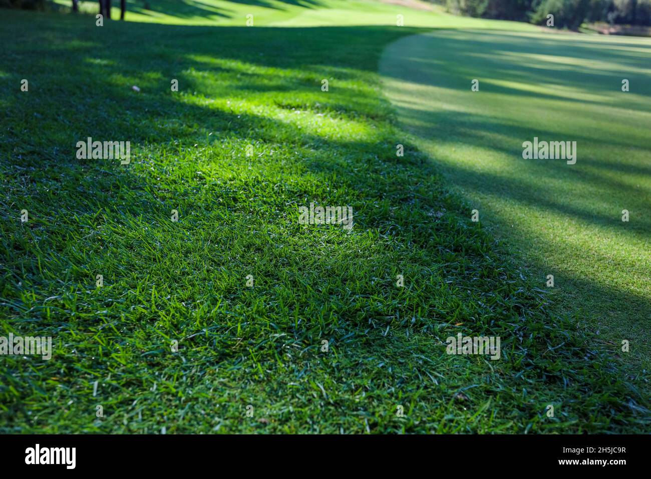 Green grass. Background. Golf course, shadows from trees on the grass ...