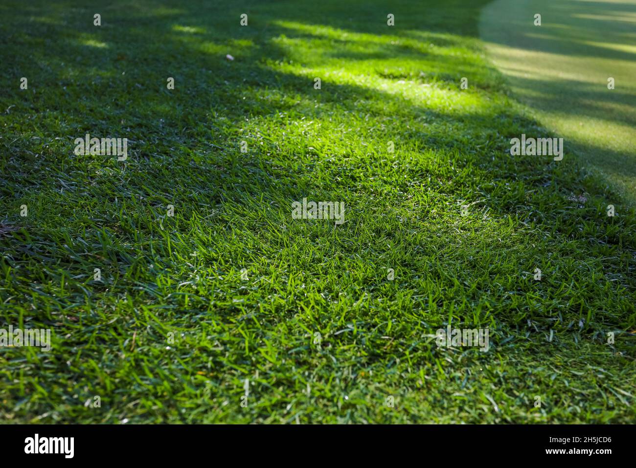 Green grass. Background. Golf course, shadows from trees on the grass ...