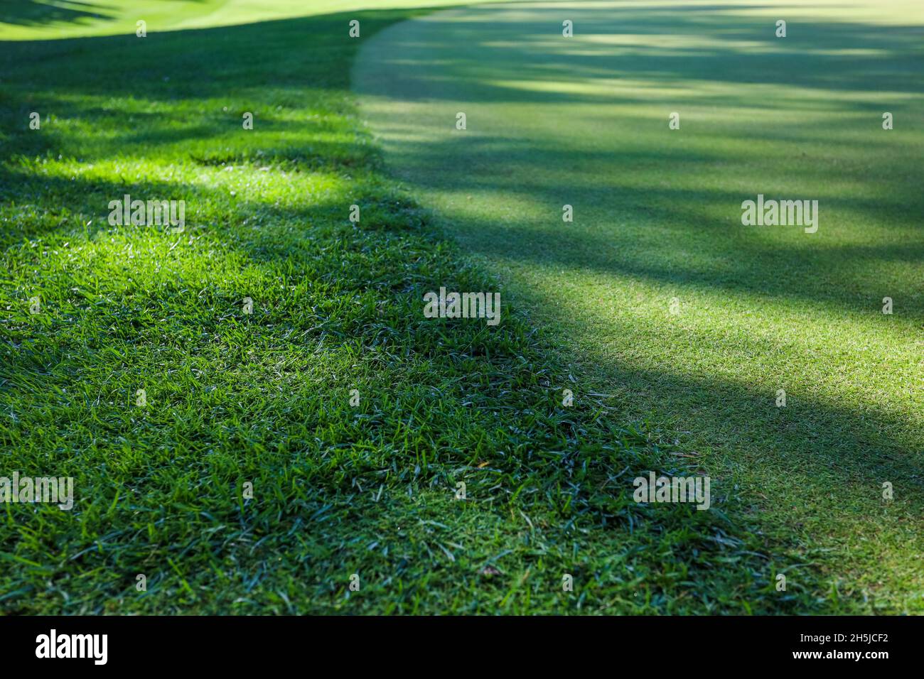 Green grass. Background. Golf course, shadows from trees on the grass ...