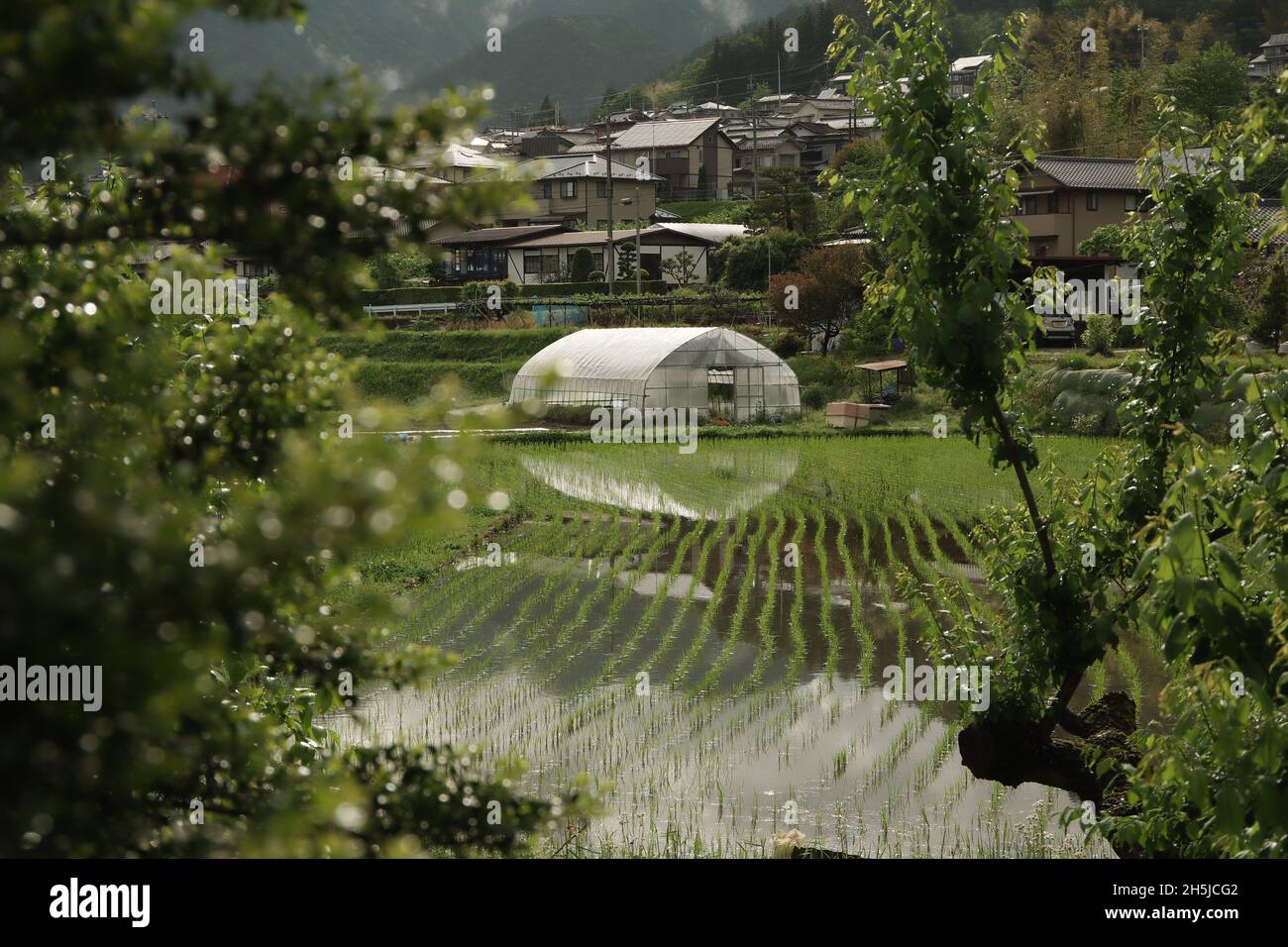 iida, nagano, japan 2021-30-10 , view of rice fields at Iida city in ...