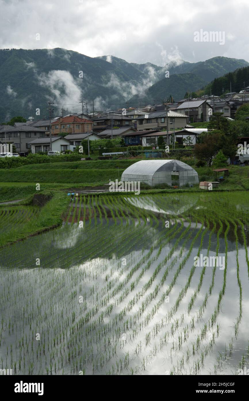 iida, nagano, japan 2021-30-10 , view of rice fields at Iida city in ...