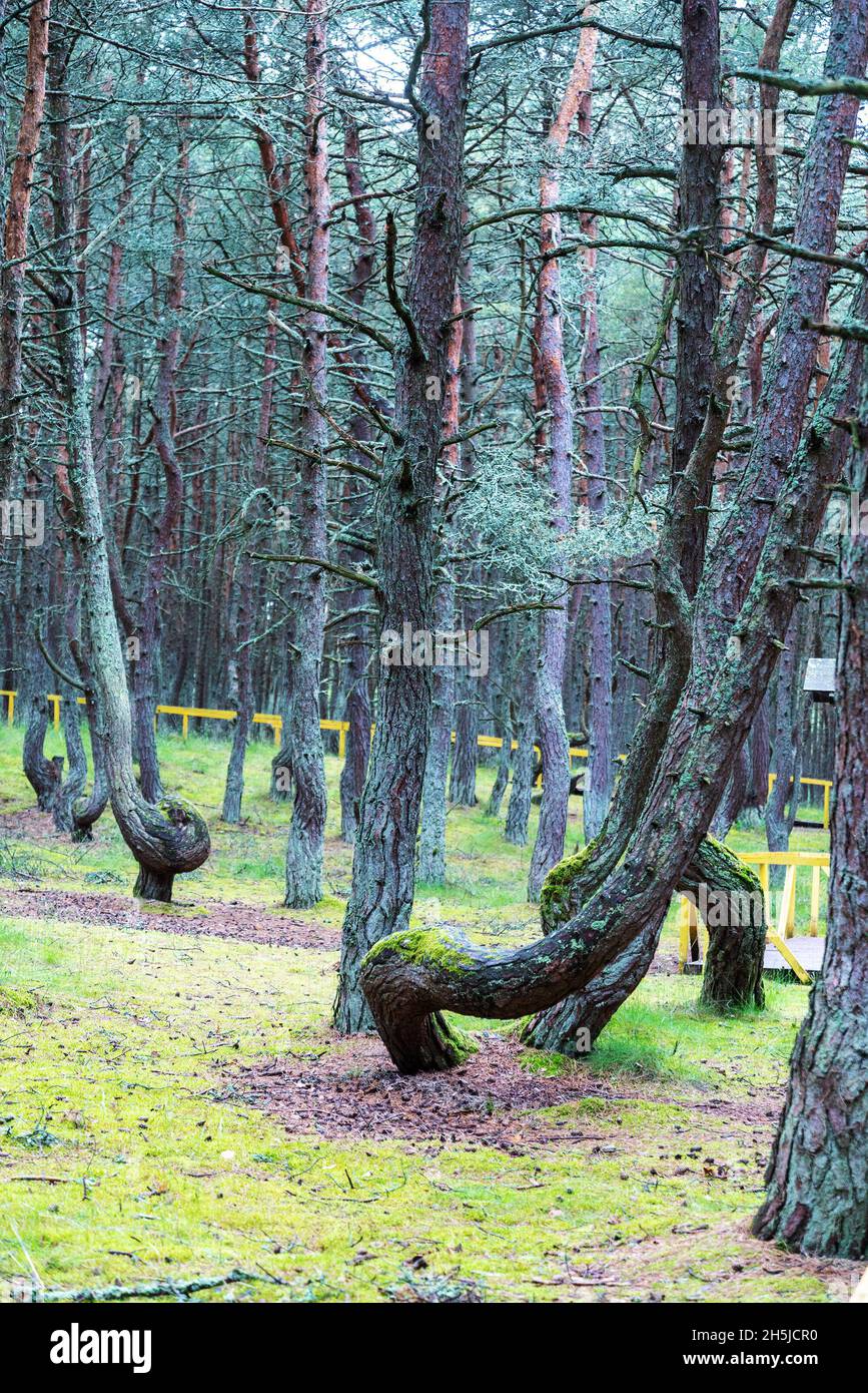 An image of a dancing forest on the Curonian Spit in the Kaliningrad ...