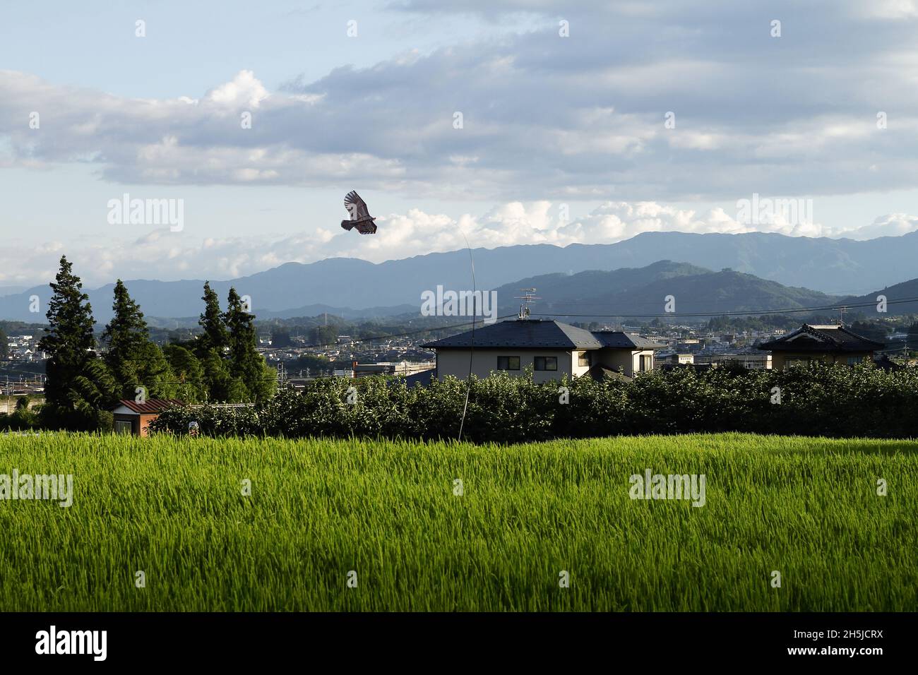 iida, nagano, japan 2021-30-10 , view of rice fields at Iida city in ...