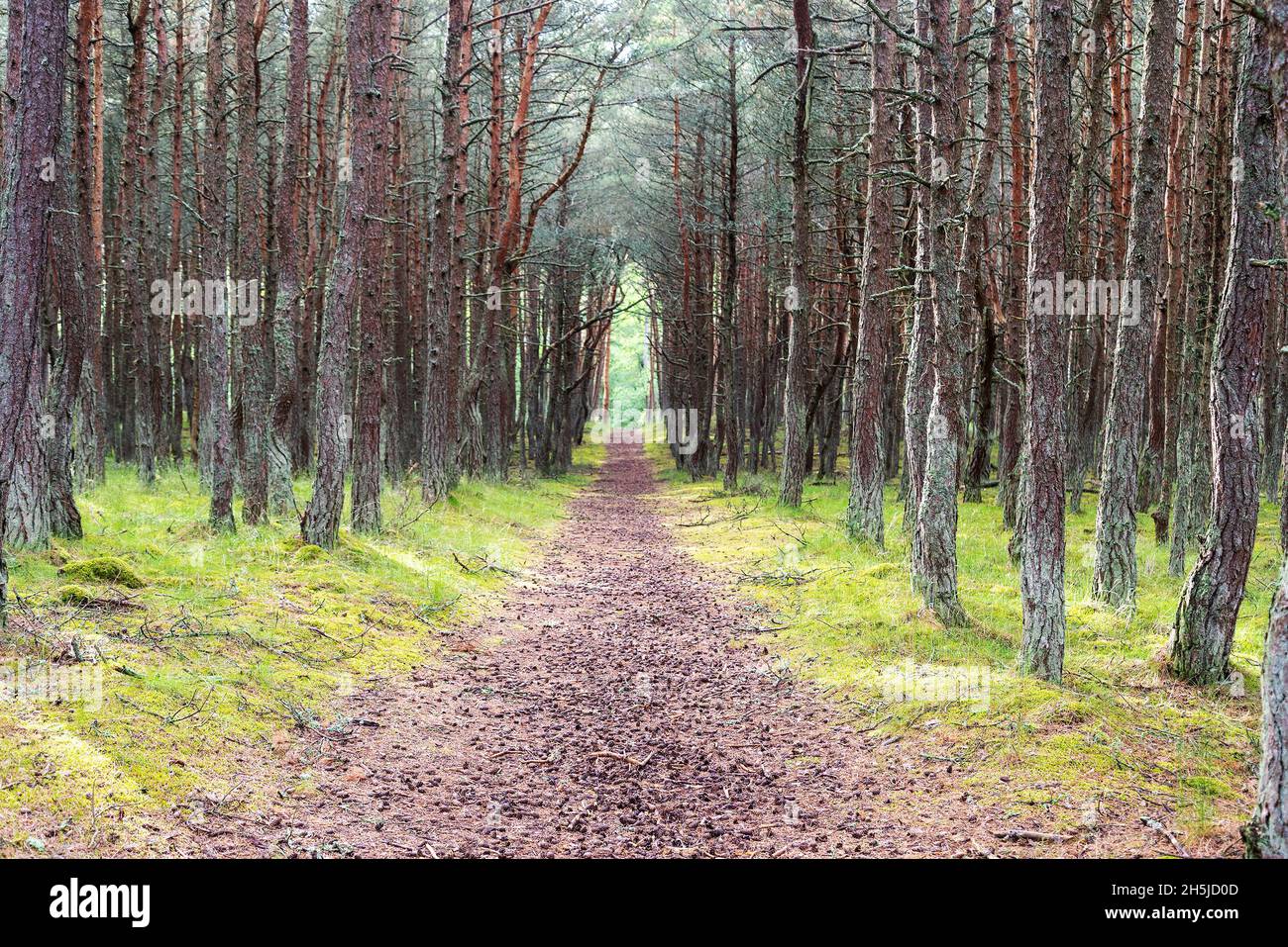 An image of a dancing forest on the Curonian Spit in the Kaliningrad ...