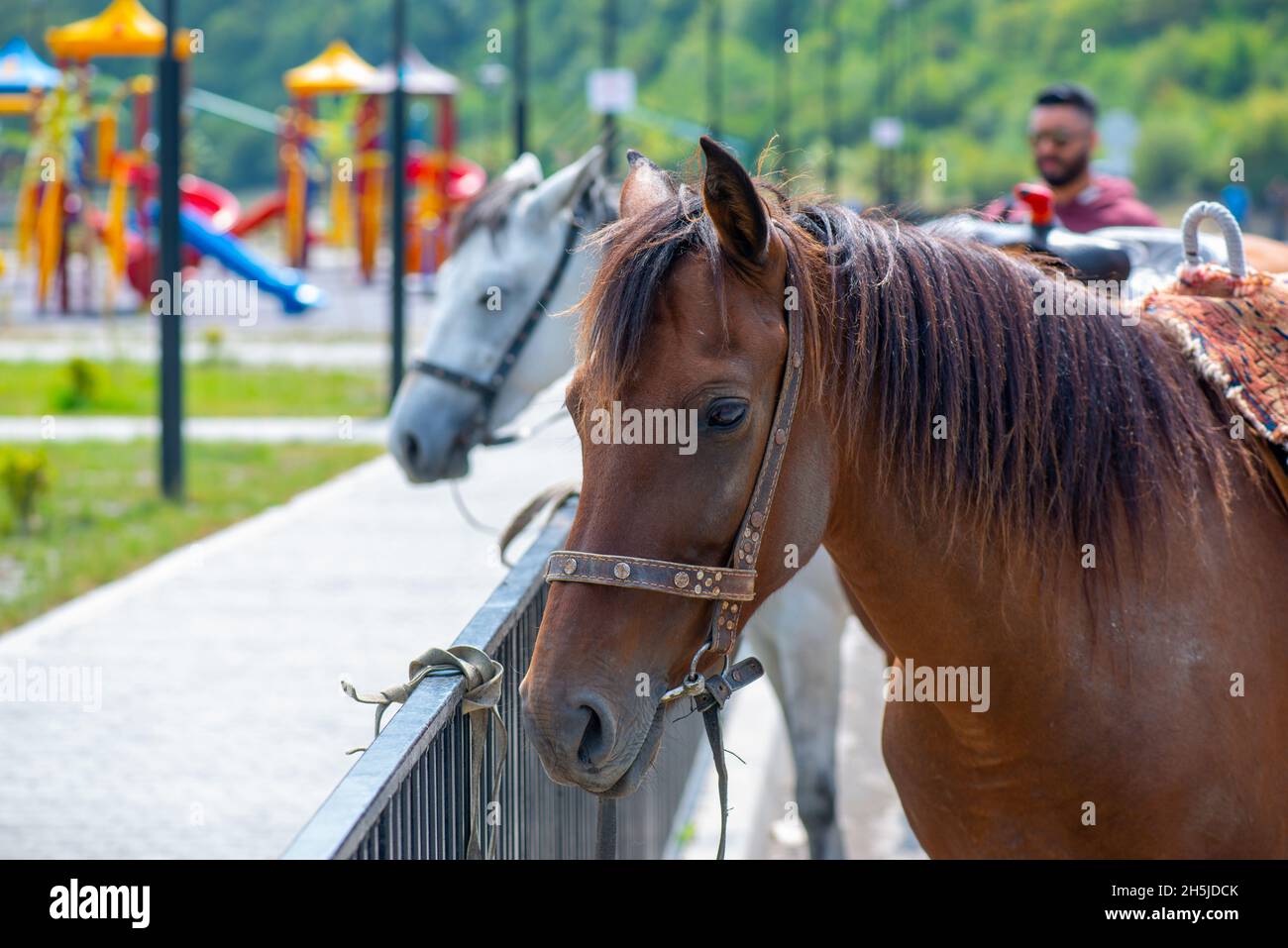 Two wild horses stand hi-res stock photography and images - Alamy