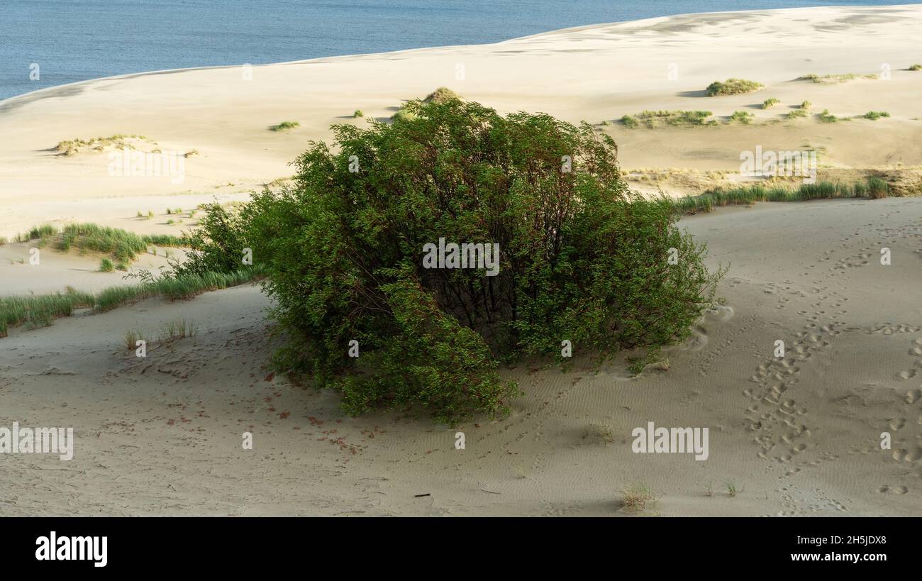 Grey dunes hi-res stock photography and images - Alamy