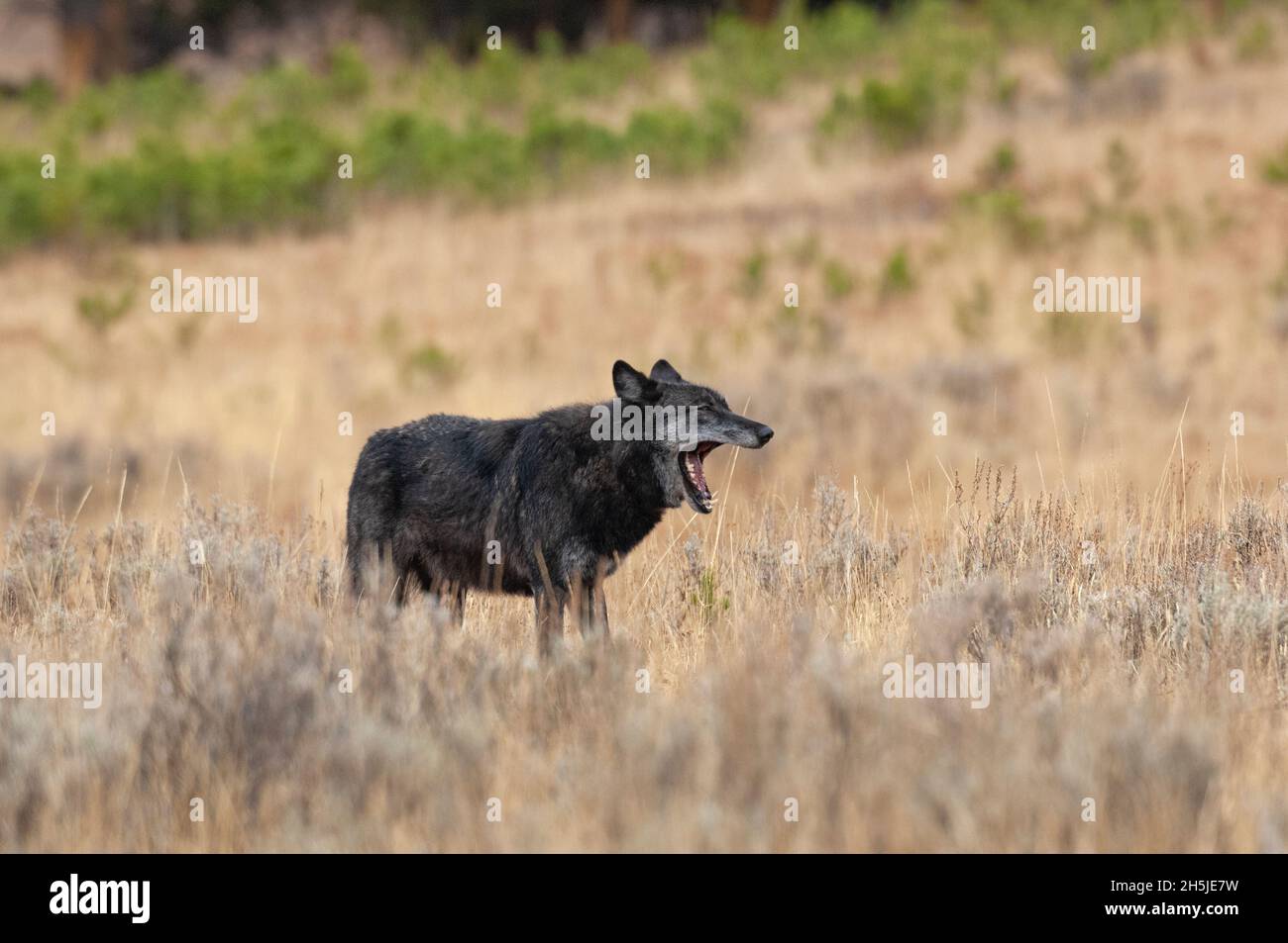 Gray Wolf (Canis lupus). Yellowstone National Park, Wyoming, USA Stock ...