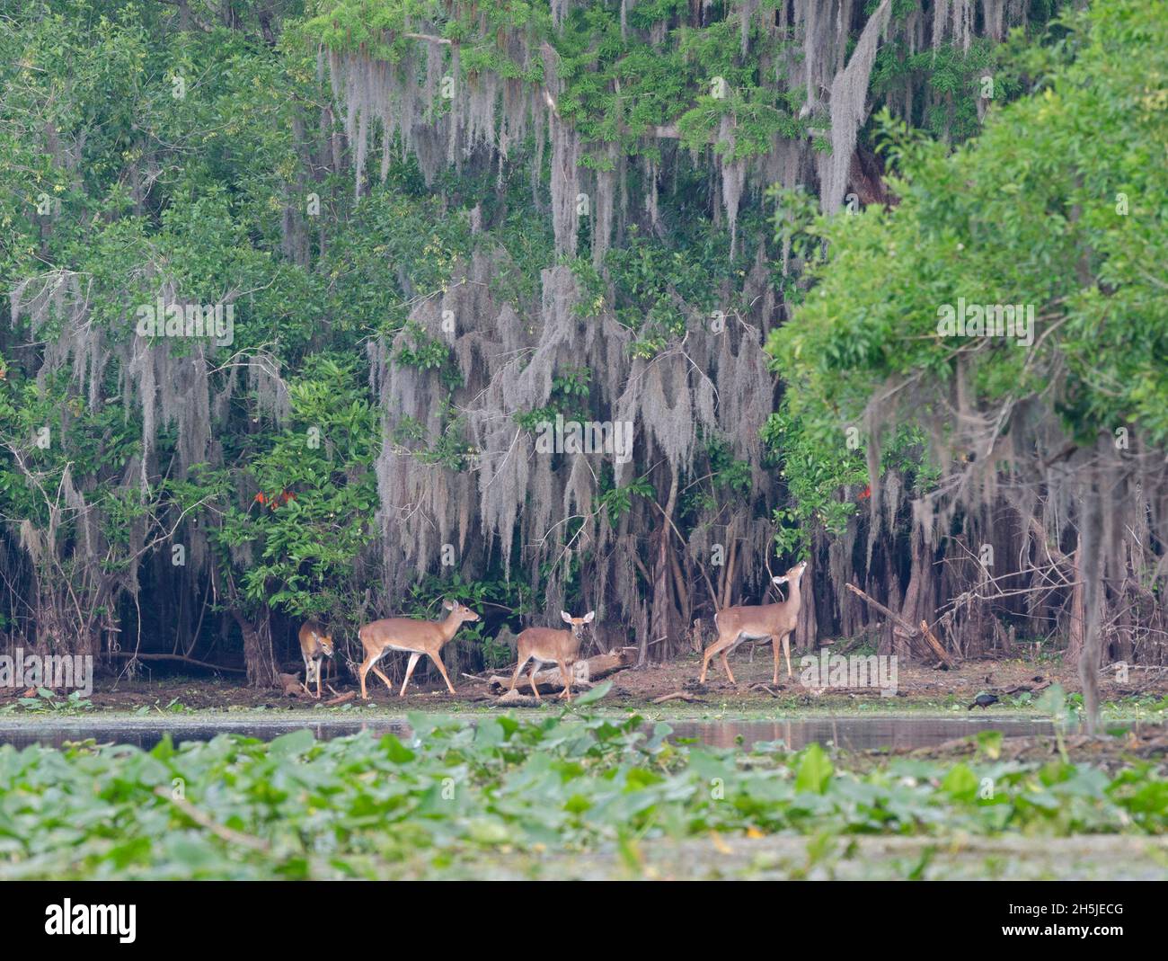 White-tailed Deer (Odocoileus virginianus). Hillsborough River, Florida ...