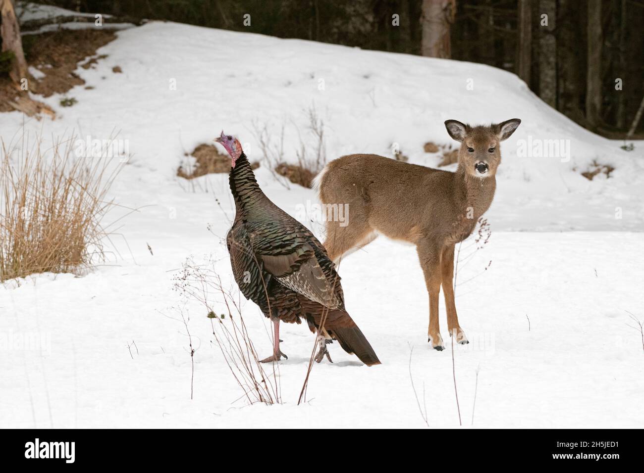 Runny Deer And Turkey