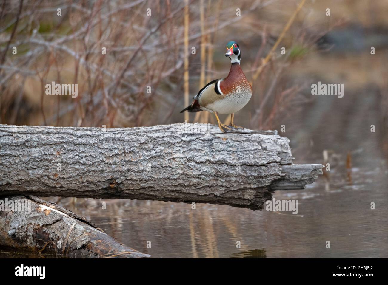Wood Duck (Aix sponsa). Male in breeding plumage. Early spring in ...