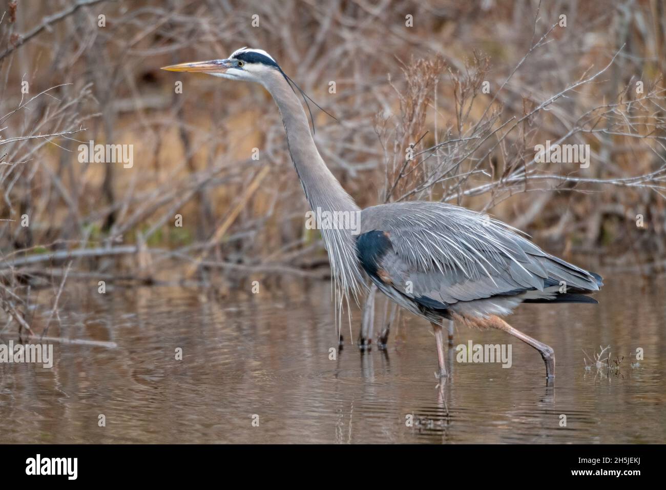 Mature Great Blue Heron (Ardea herodias). Early spring in Acadia ...