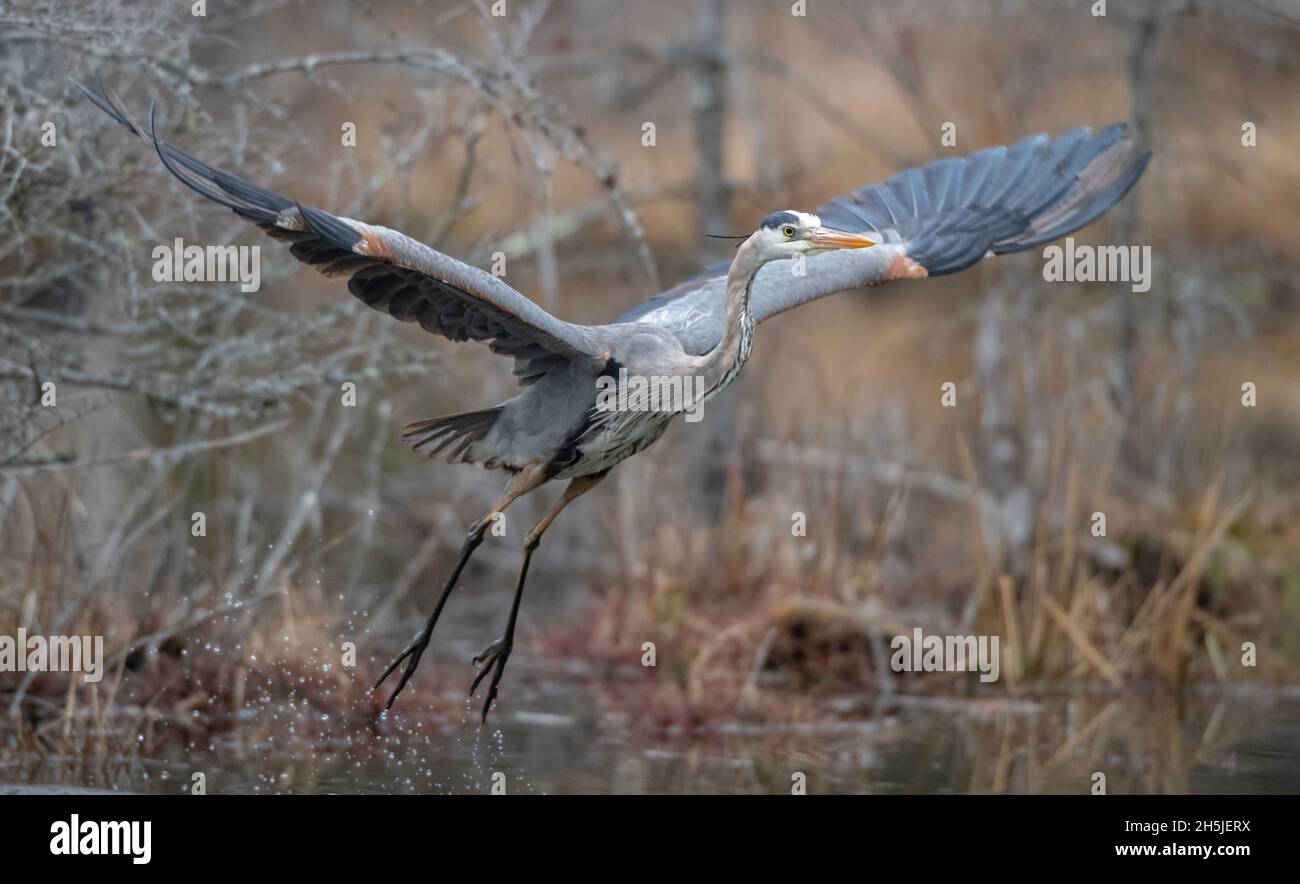 Mature Great Blue Heron (Ardea herodias). Early spring in Acadia ...