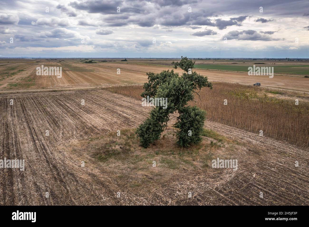 Running Tree funny shaped tree on the border of Sliven Province and ...