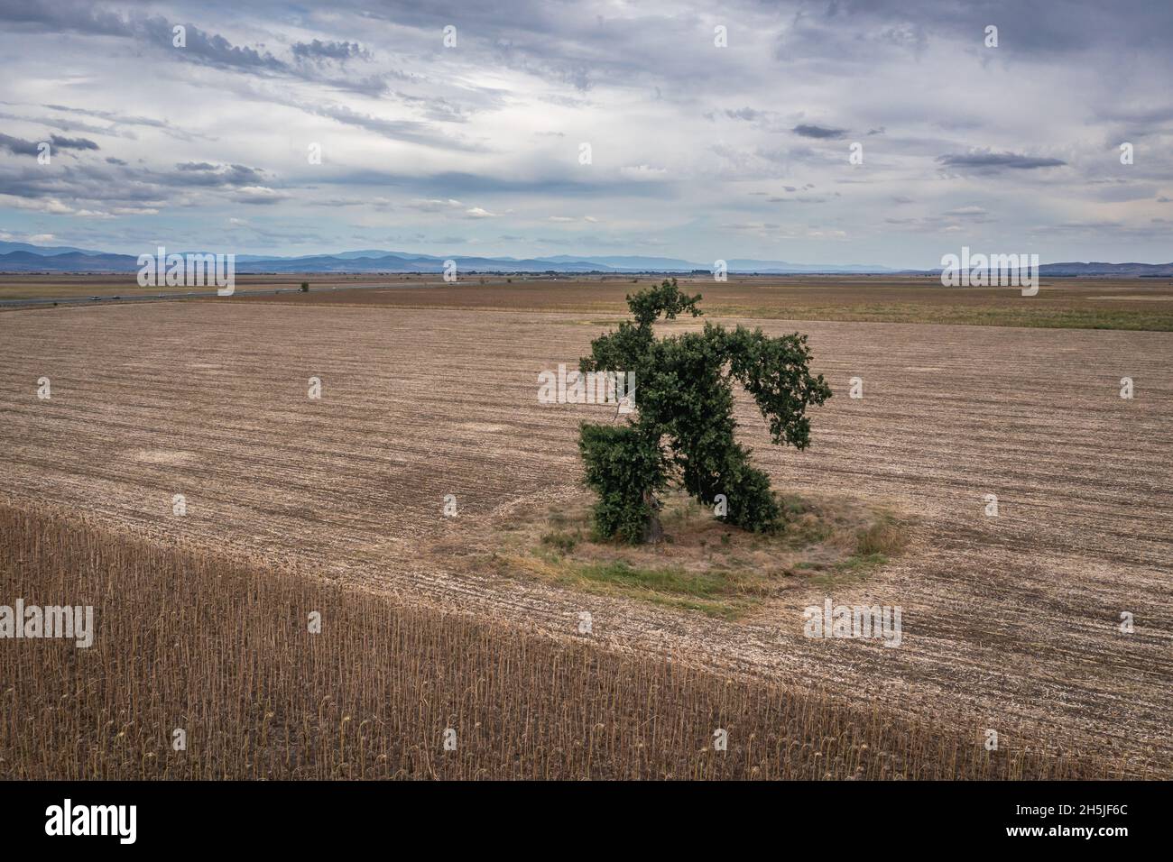 So called Running Tree funny shaped tree on the border of Sliven ...