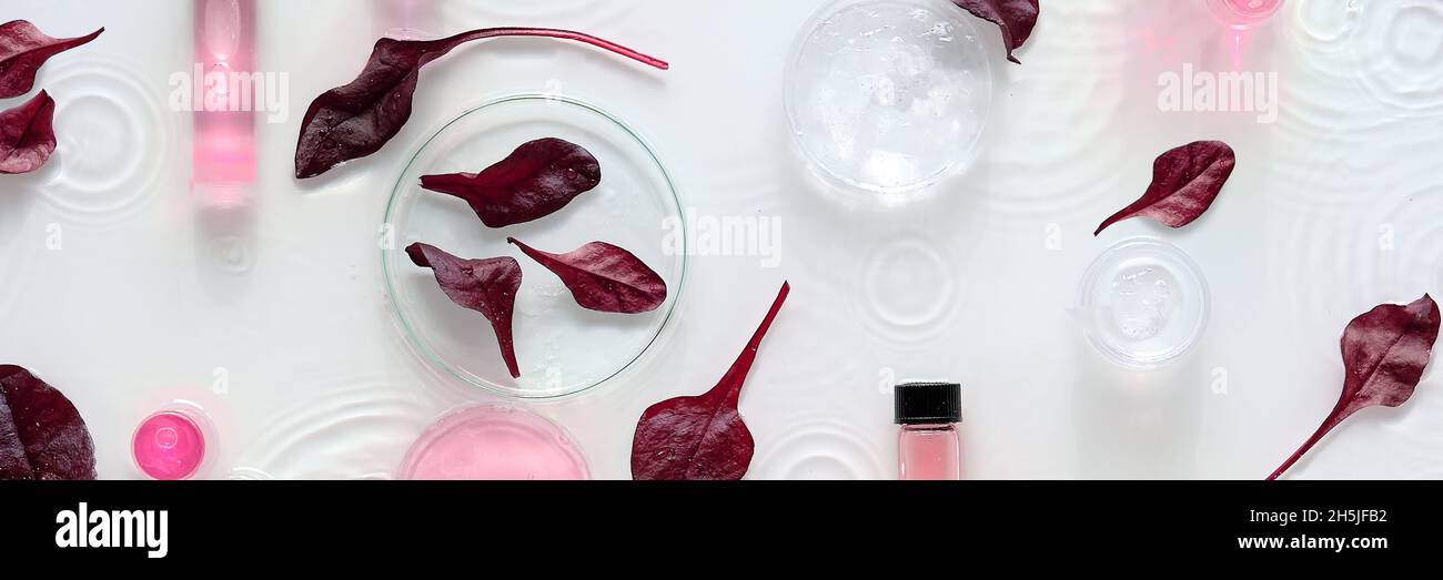 Macrobiotic food. Red beet baby leaves. Nutrition value or quality ...