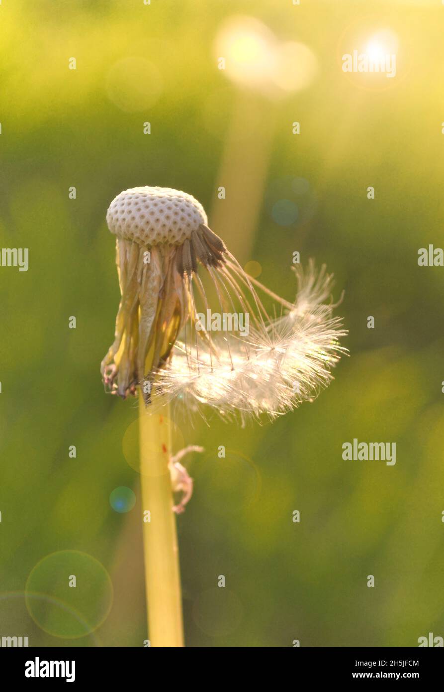 A dandelion clock with few seeds remaining intact to the head of the ...