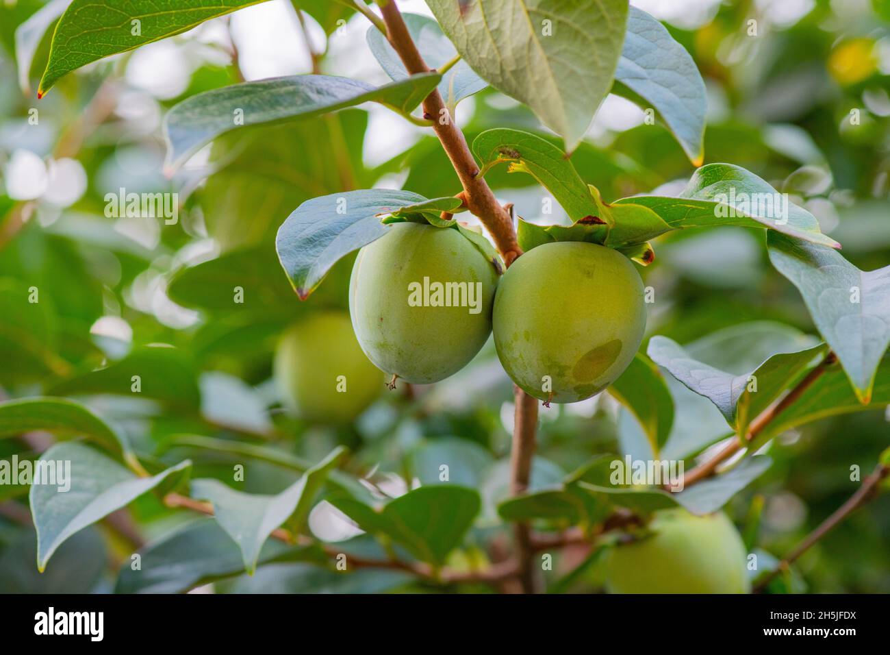 Begonia tree hi-res stock photography and images - Alamy