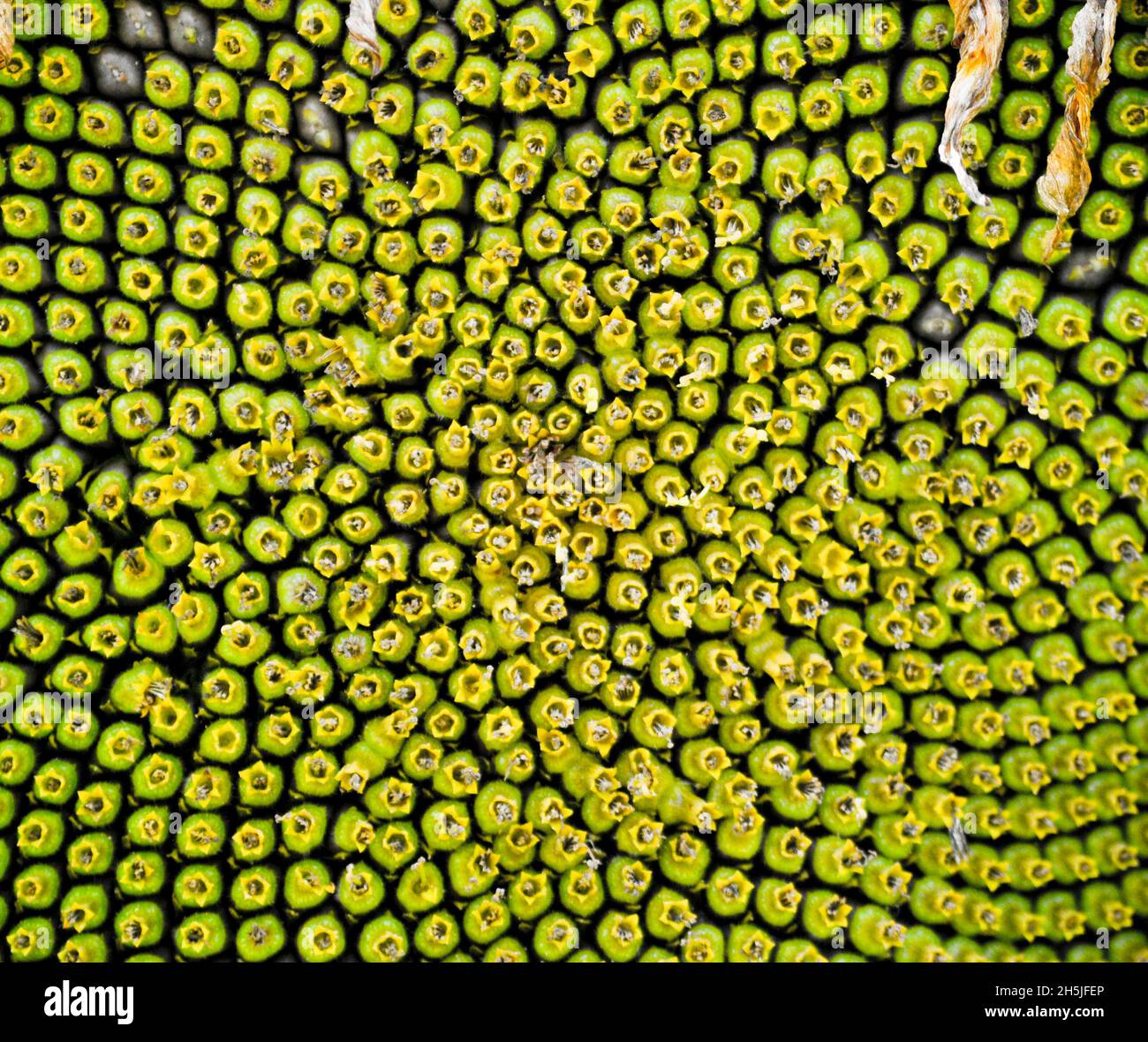 Inside a sunflower head hi-res stock photography and images - Alamy