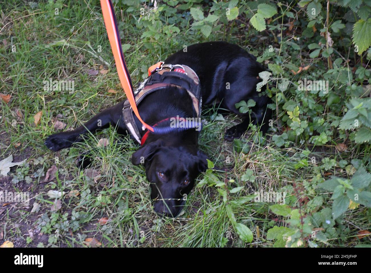 Bob the black Labrador on a canal boat Holiday Stock Photo - Alamy