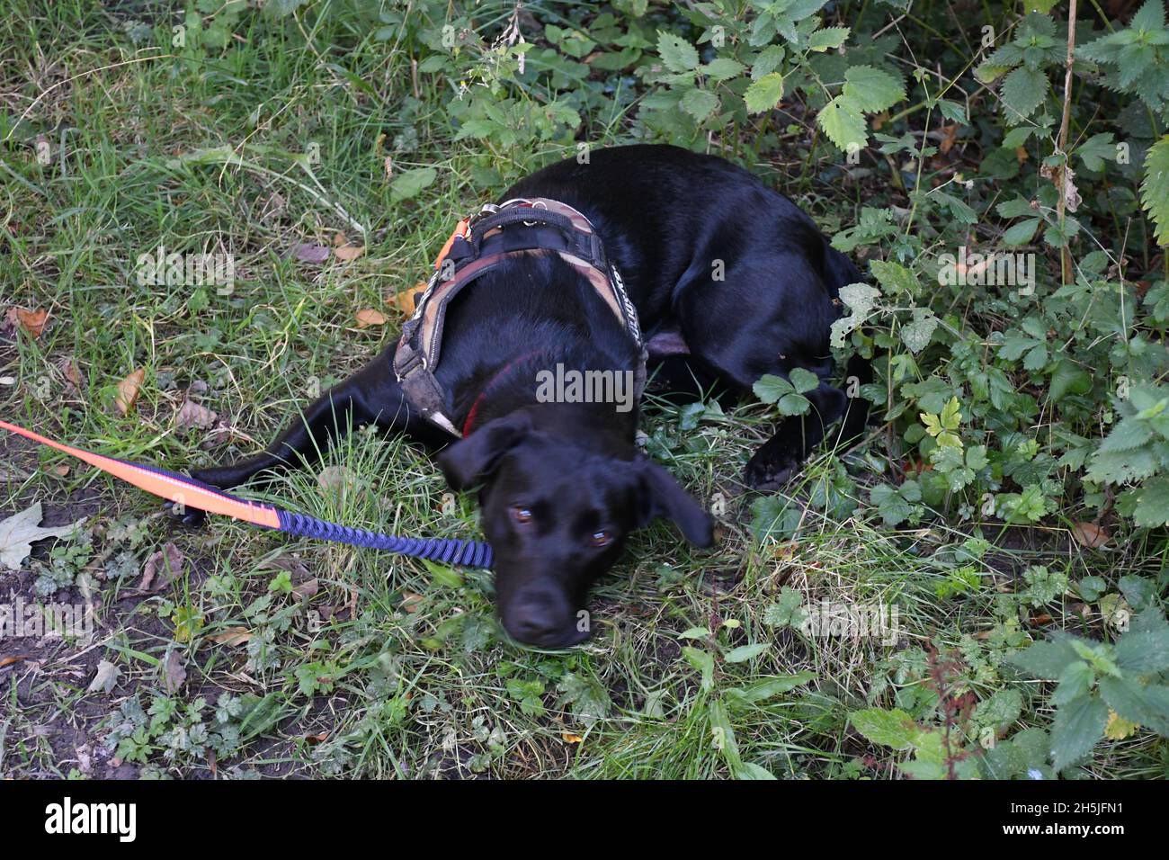 Bob the black Labrador on a canal boat Holiday Stock Photo - Alamy