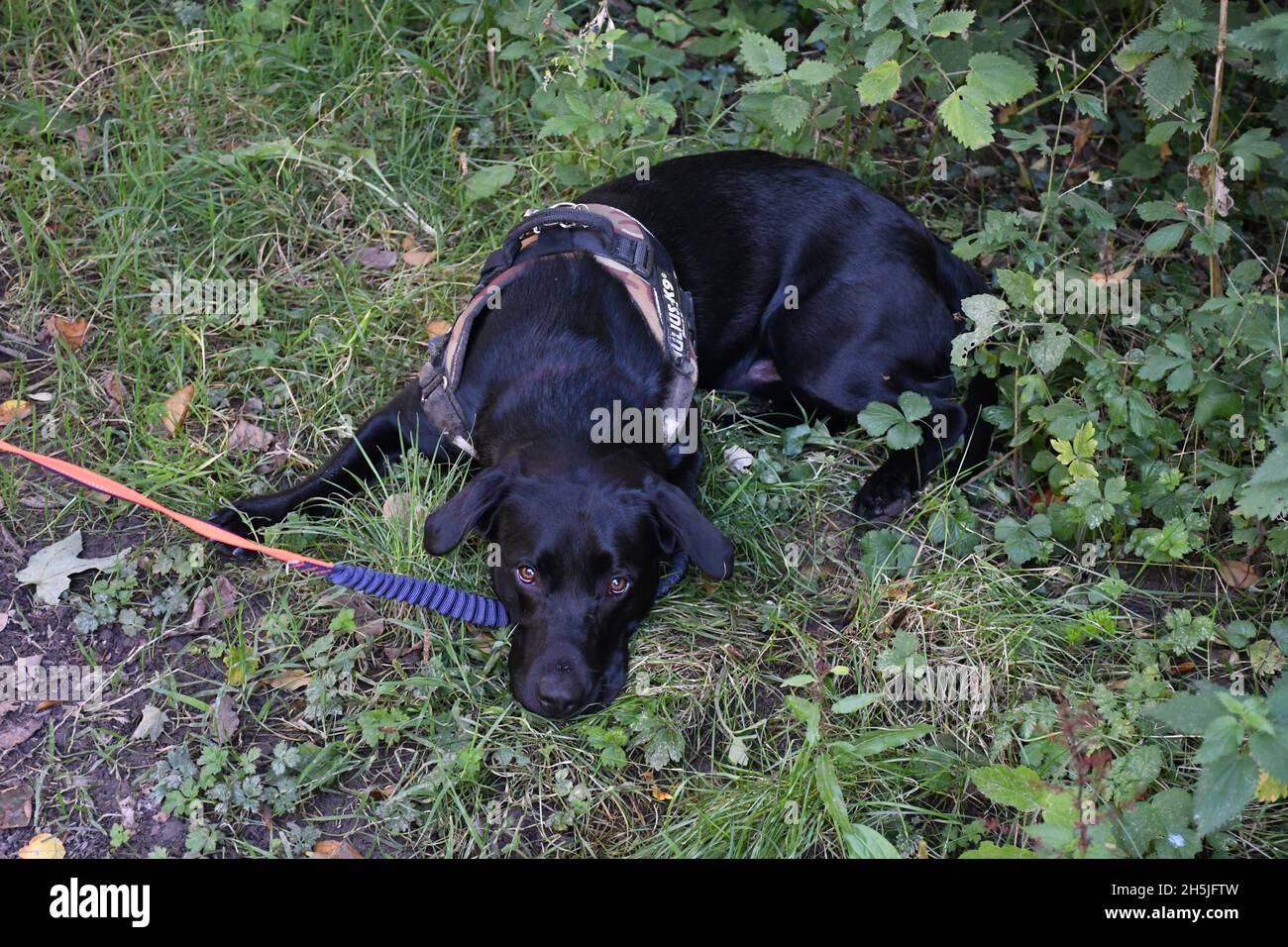 Bob the black Labrador on a canal boat Holiday Stock Photo - Alamy