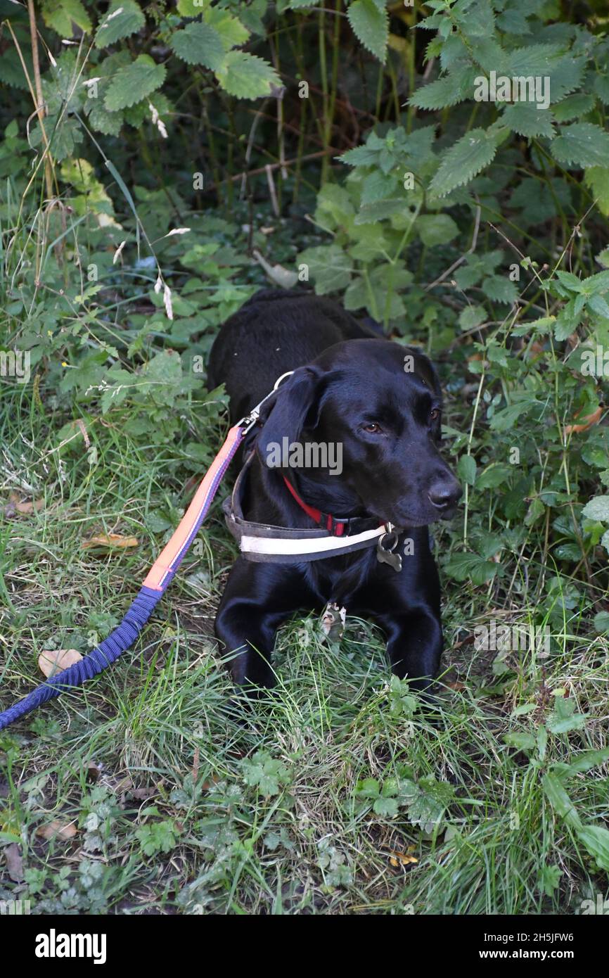 Bob the black Labrador on a canal boat Holiday Stock Photo - Alamy