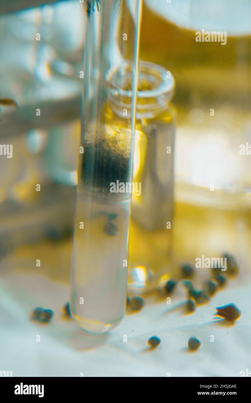 Hemp sativa oil in science laboratory Stock Photo - Alamy