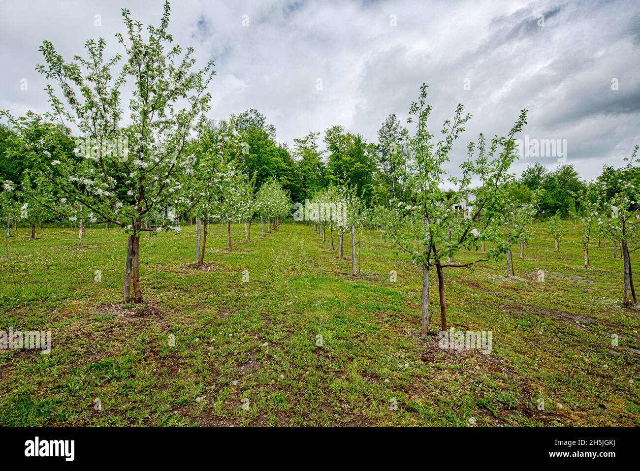 the orchard in bloom-5 Stock Photo - Alamy