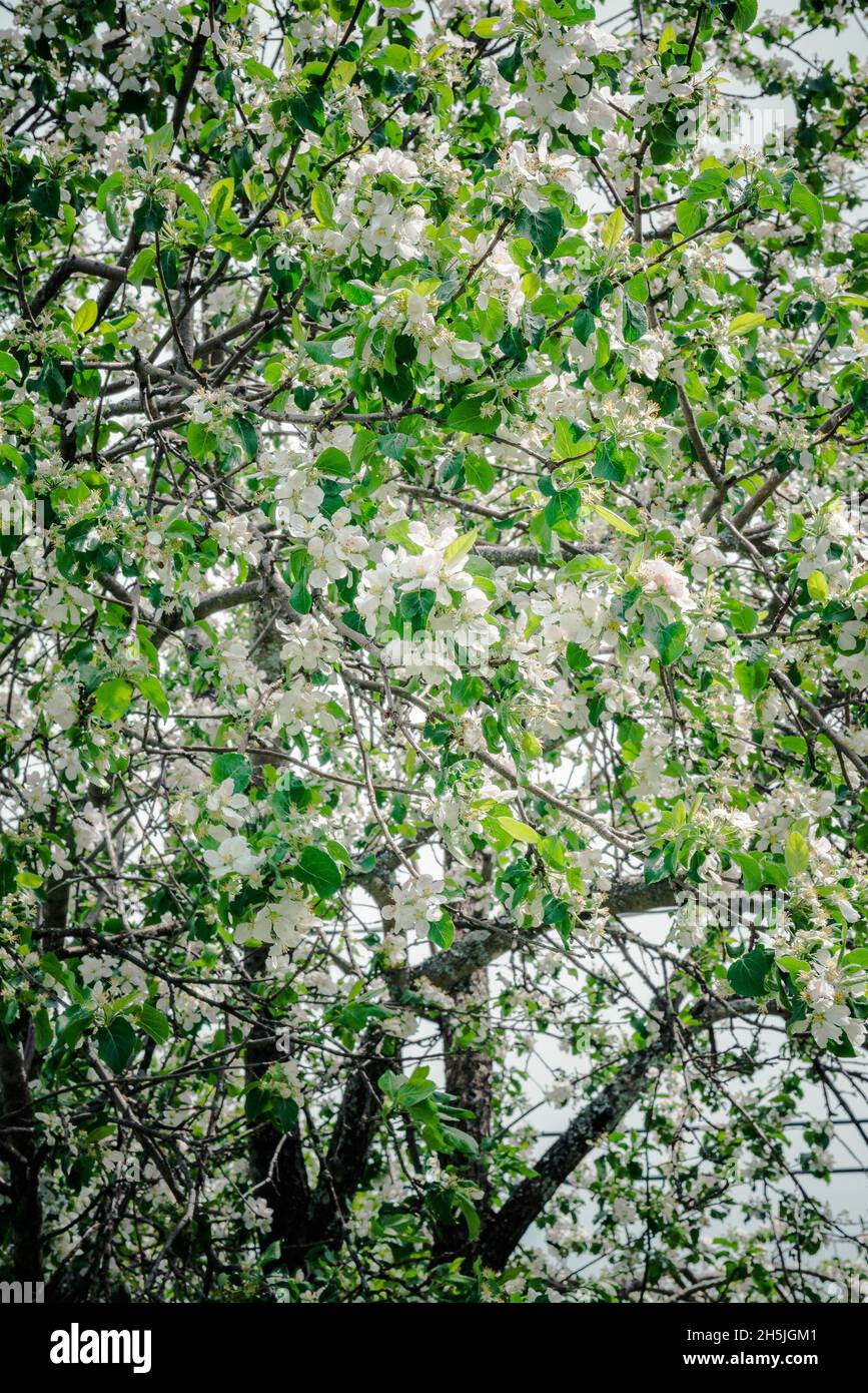 the orchard in bloom-2 Stock Photo - Alamy