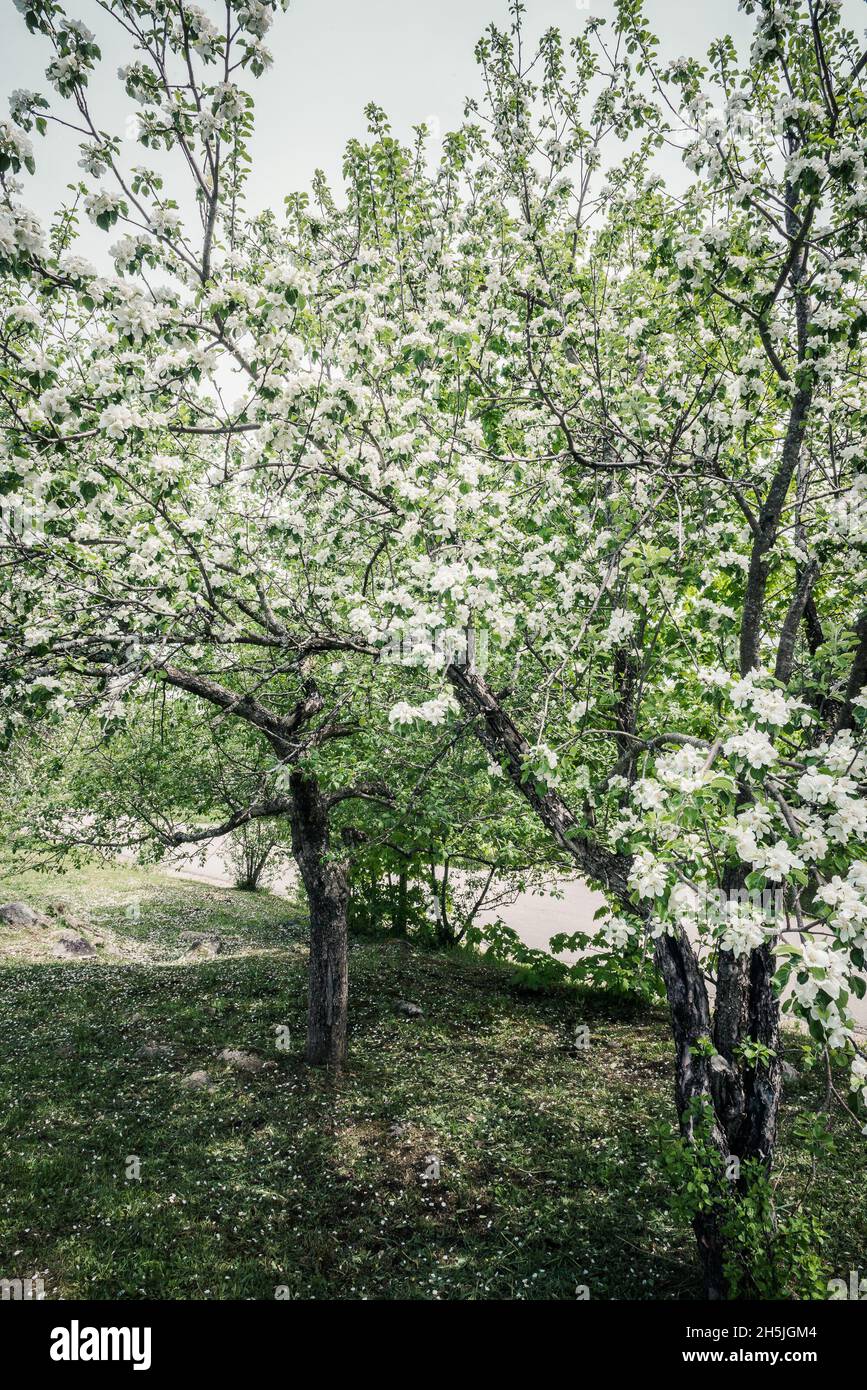 the orchard in bloom Stock Photo - Alamy