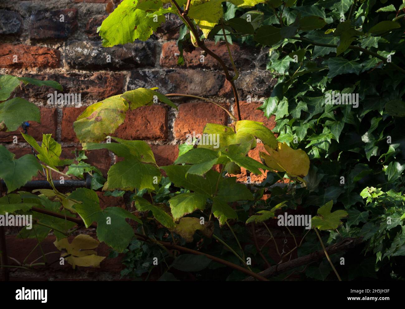 Grapevine against old brick wall hi-res stock photography and images ...
