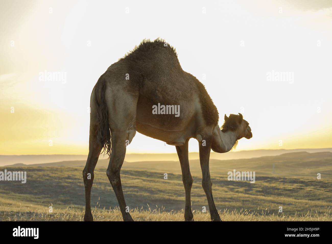Camel standing on Desert land at Sunrise Stock Photo - Alamy