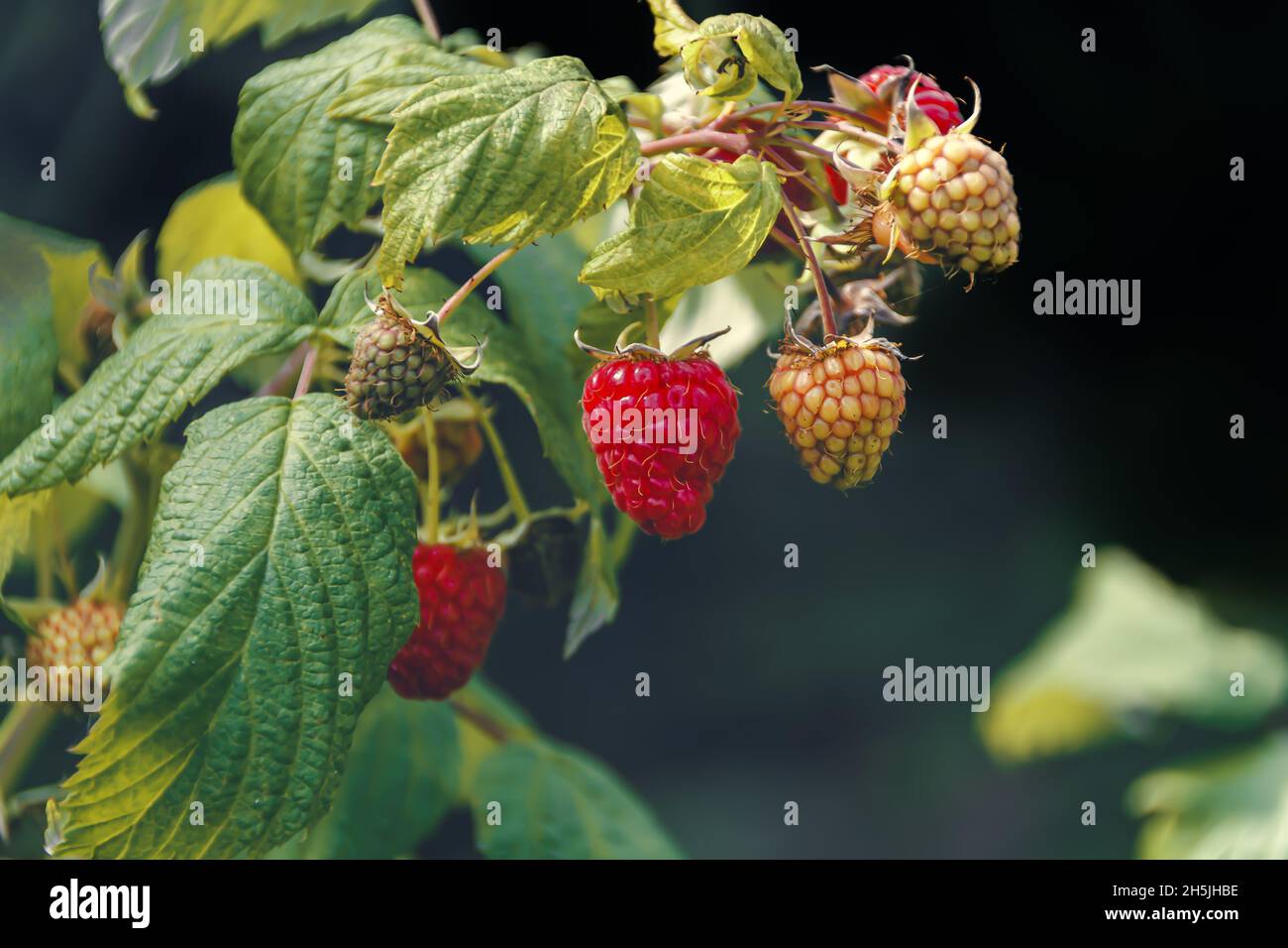 Healthy mali fruit ripening in the sunshine Stock Photo - Alamy