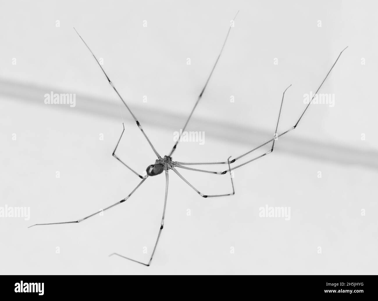 daddy long legs in black and white Stock Photo - Alamy
