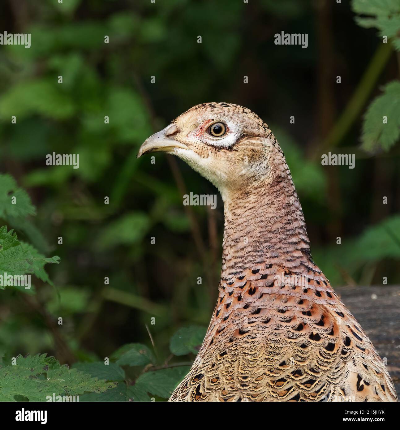 Adult female pheasant hi-res stock photography and images - Alamy